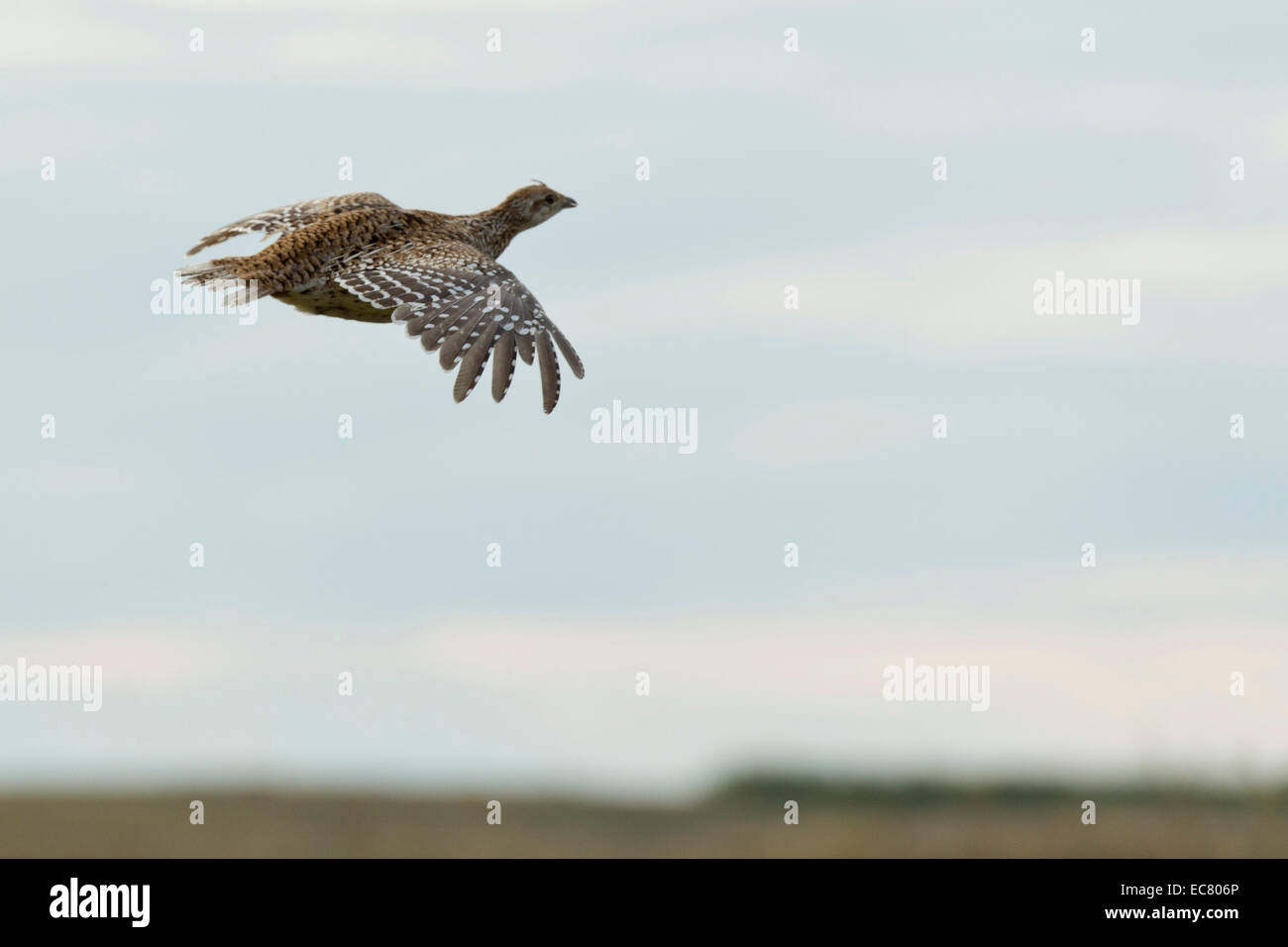 Sharp Tailed Grouse Flying