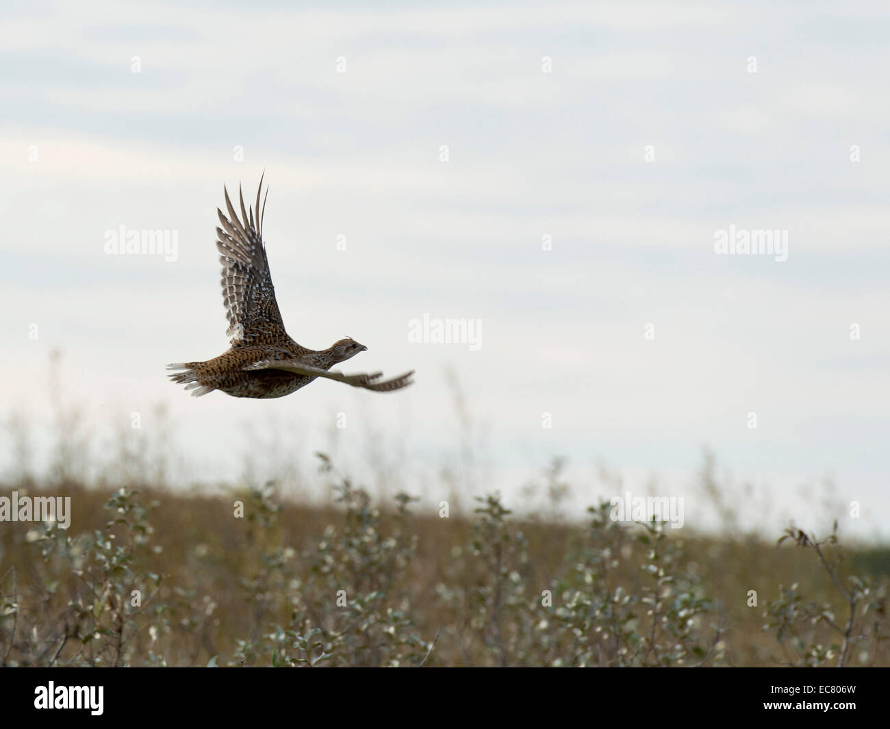 Flying Sharptailed Grouse Stock Photo - Alamy