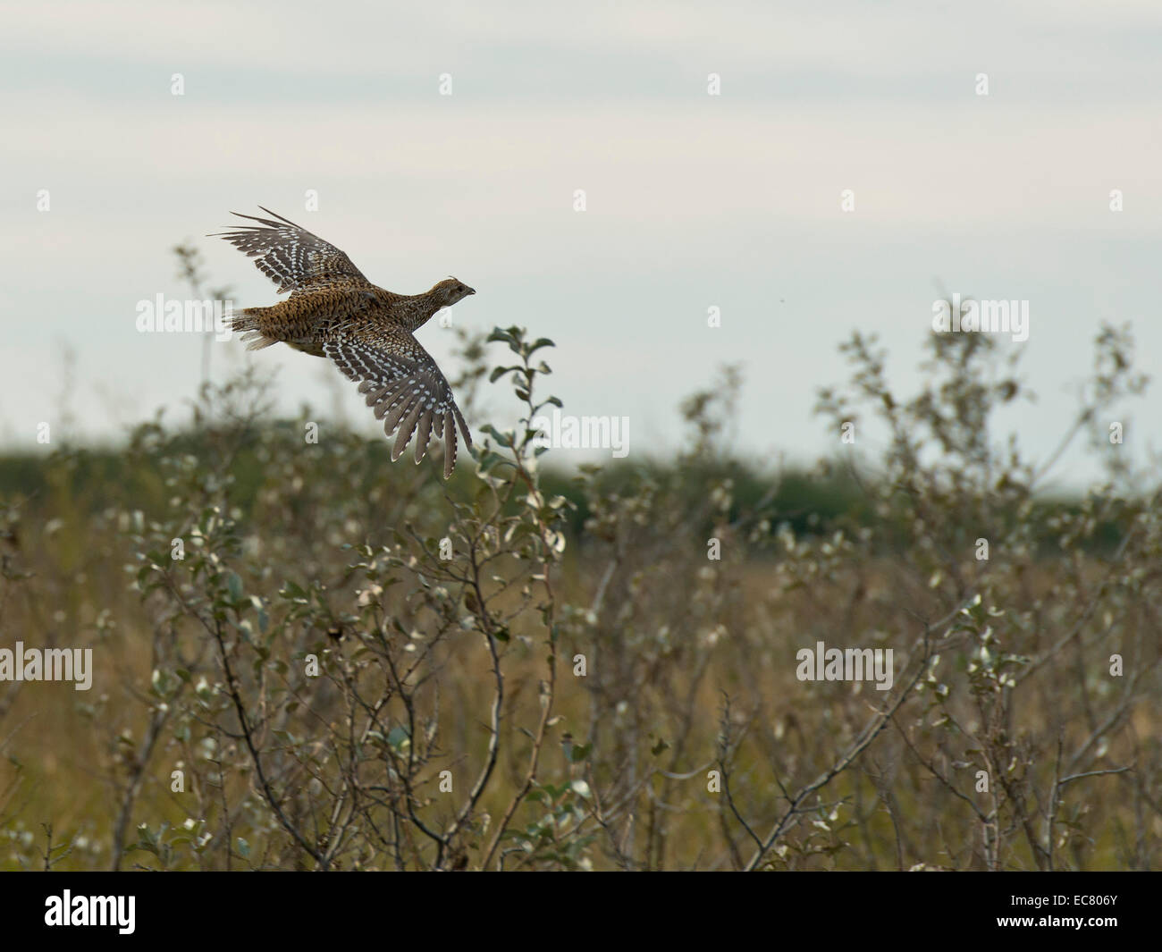 Grouse Flight High Resolution Stock Photography and Images - Alamy