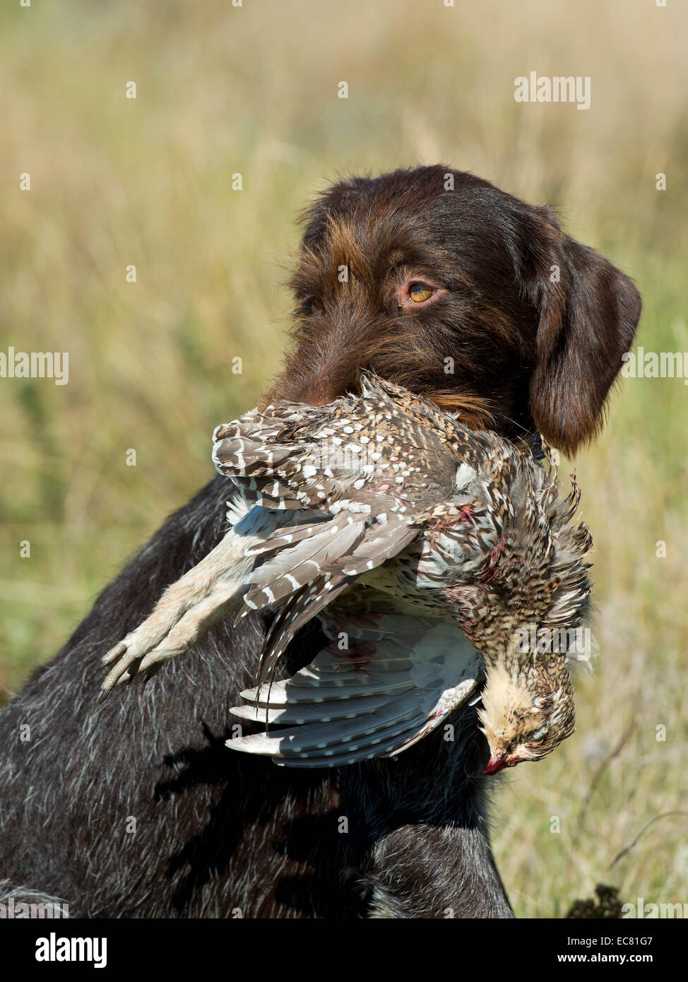 Hunting Dog with a Sharptailed Grouse Stock Photo - Alamy