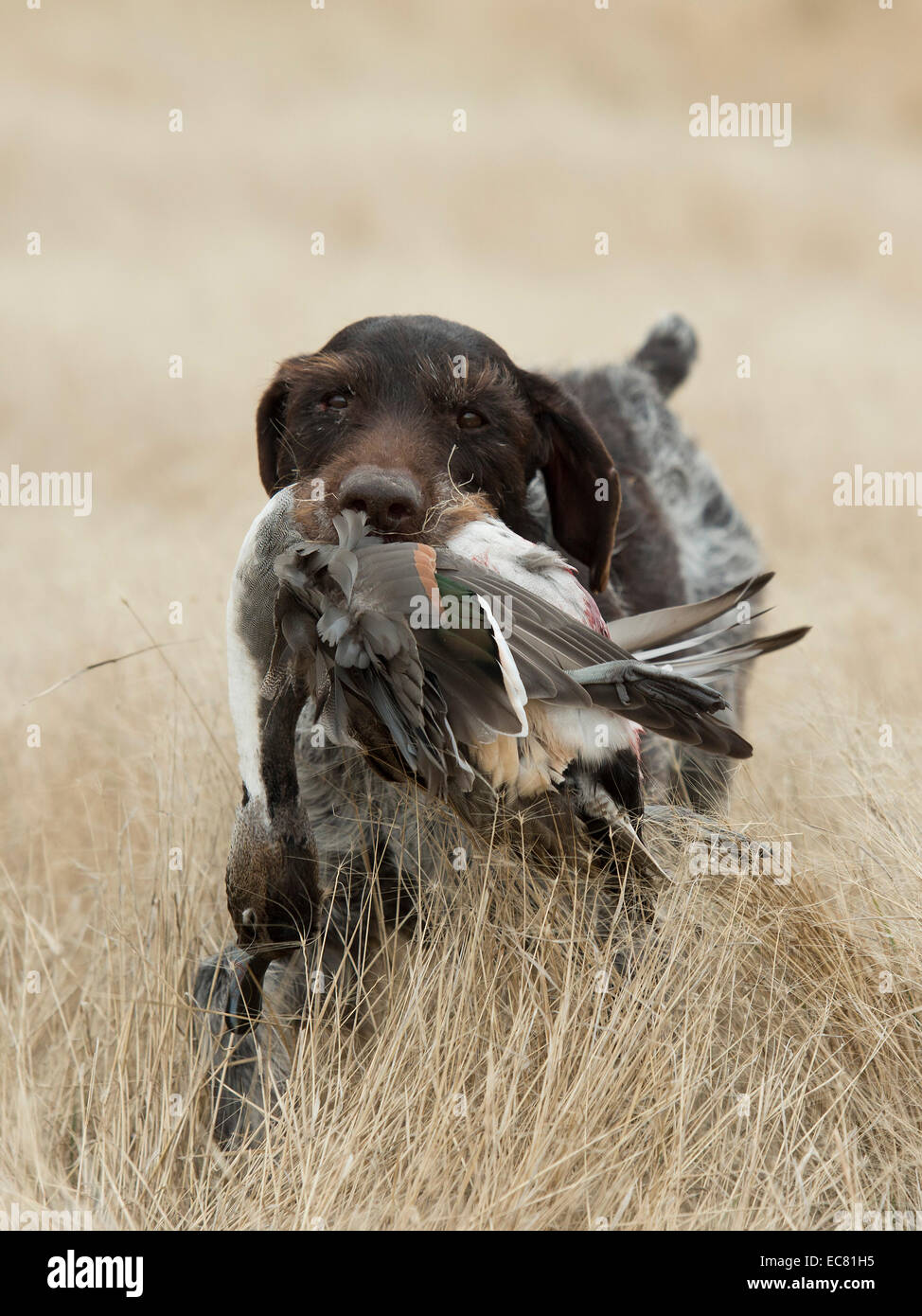 Hunting Dog with a duck Stock Photo - Alamy