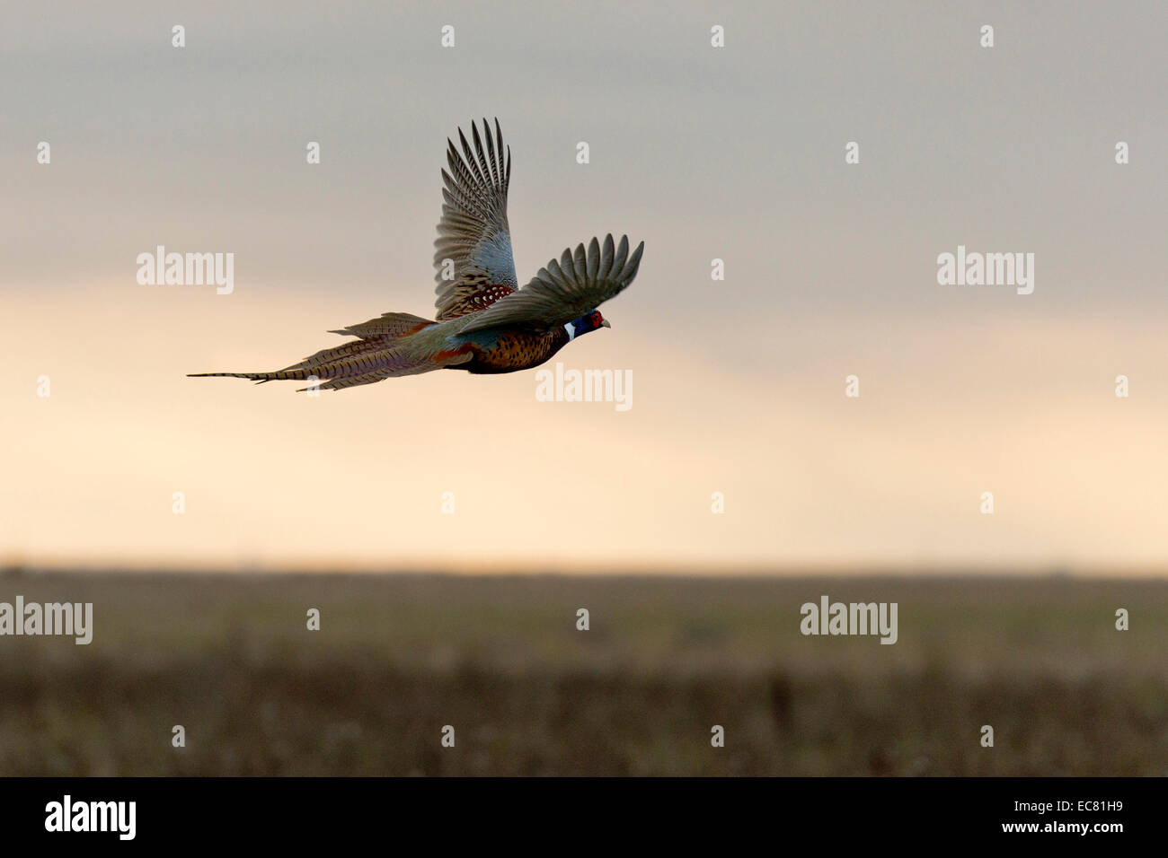 Flying pheasants hi-res stock photography and images - Alamy