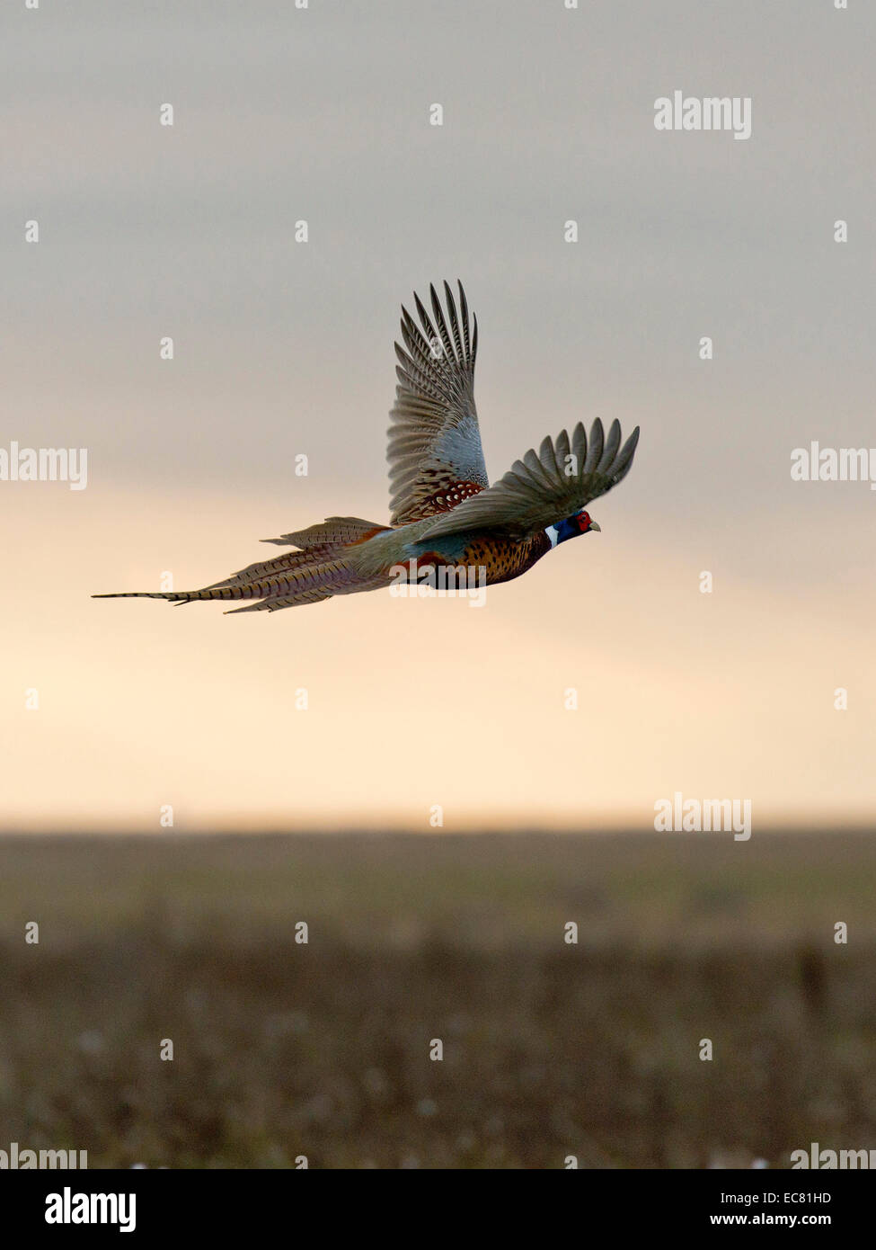 Pheasants Flying High Resolution Stock Photography and Images - Alamy