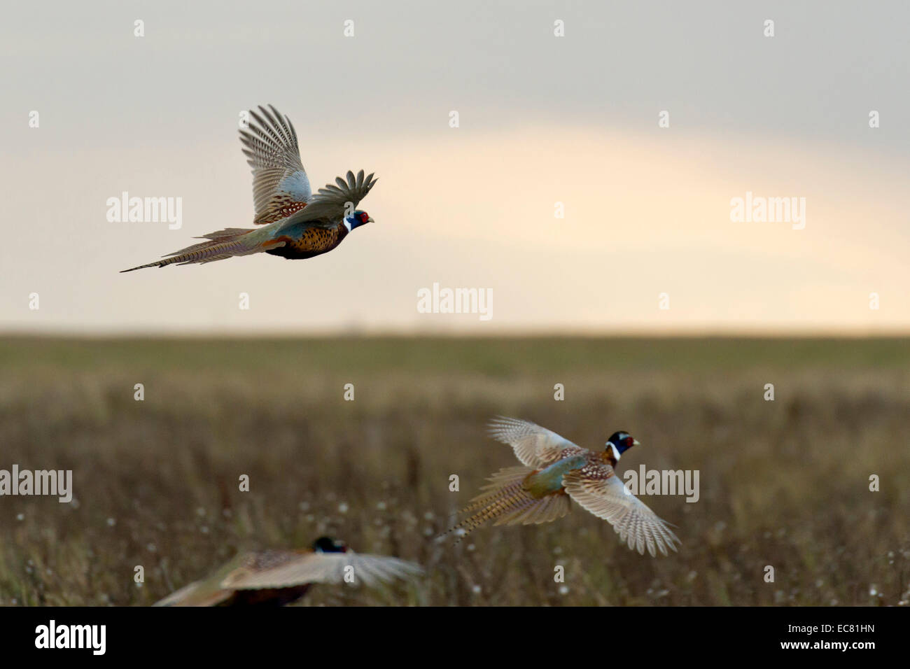 Pheasants Flying High Resolution Stock Photography and Images - Alamy