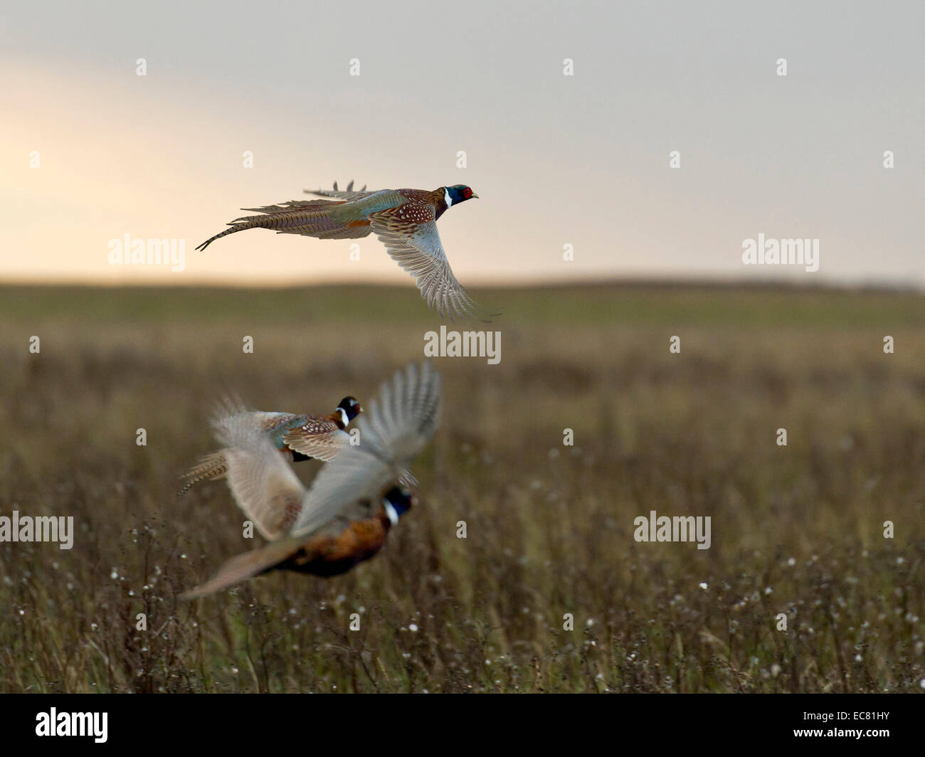 Pheasants Flying High Resolution Stock Photography and Images - Alamy