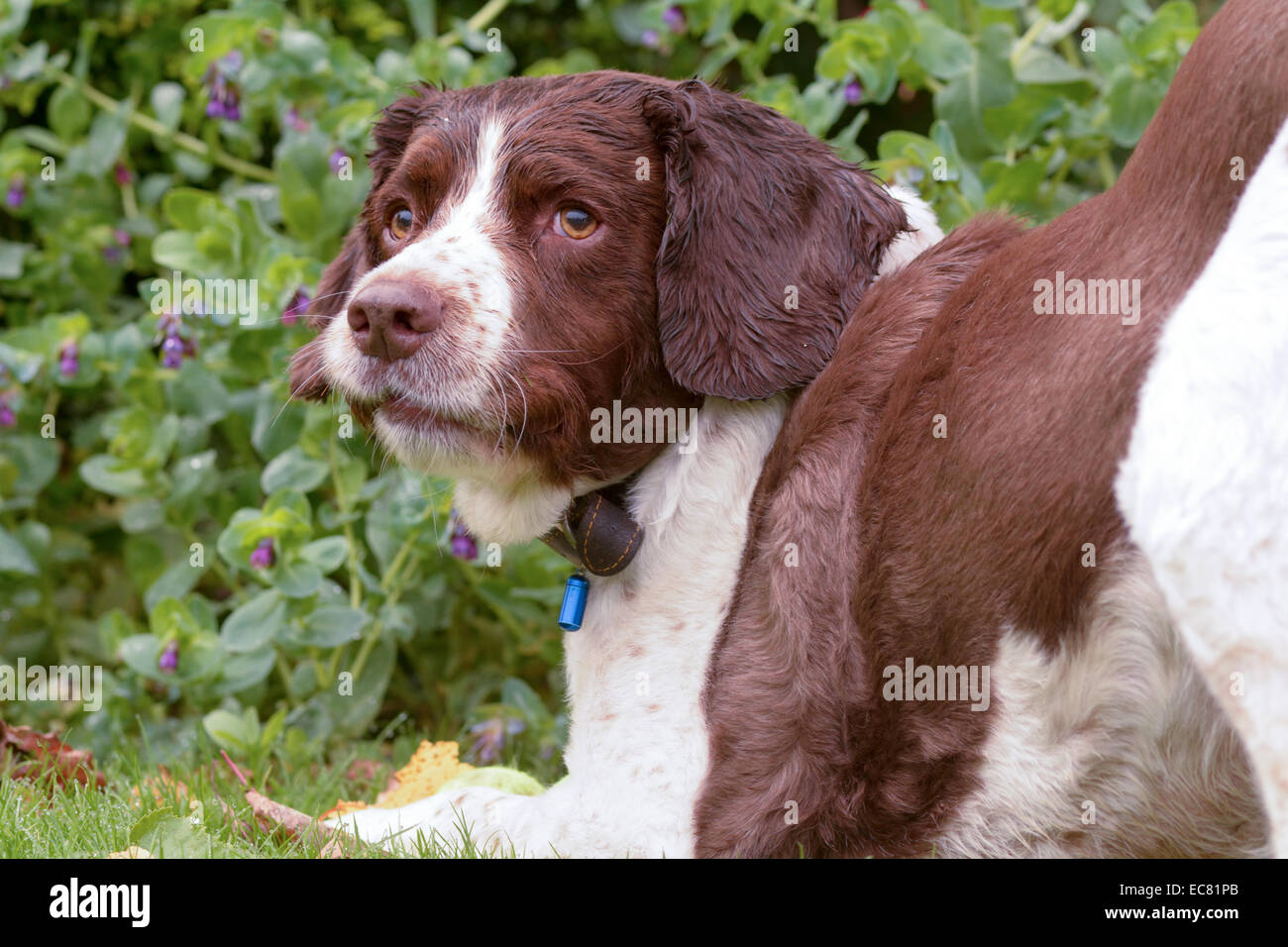 springer spaniel dog looking over shoulder Stock Photo - Alamy