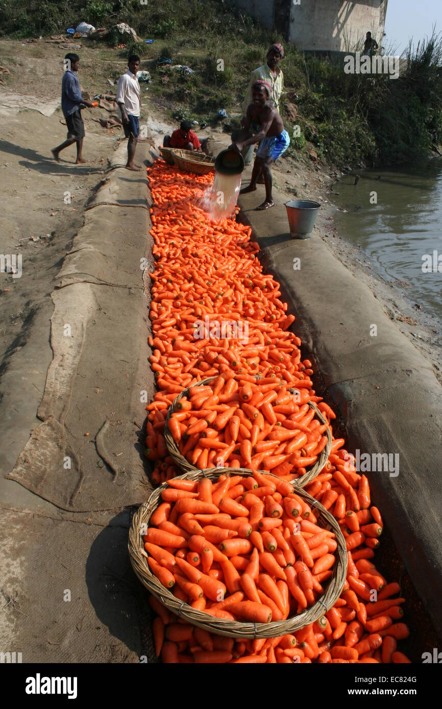 Carrot farmer cleaning fresh carrot produce in Dhaka. Carrot Stock ...