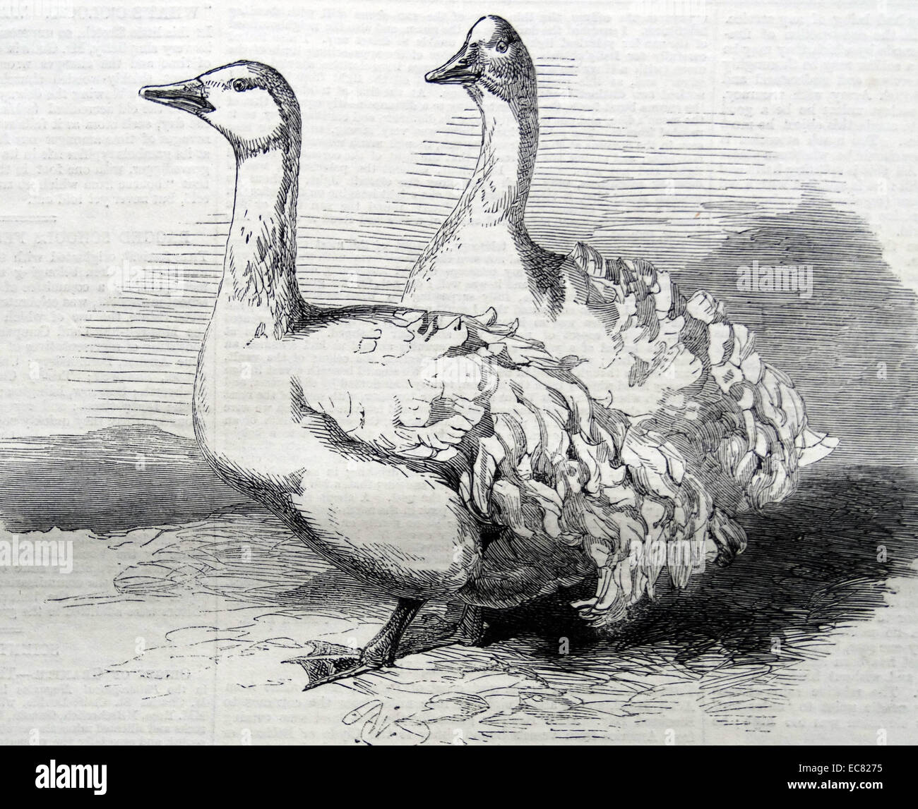 Sebastopol Geese at the Crystal Palace Poultry Show Stock Photo - Alamy