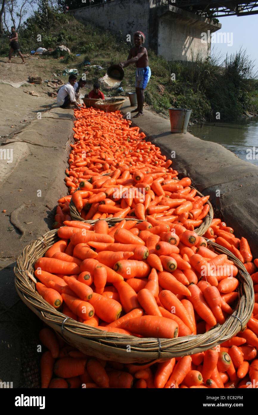 Carrot farmer cleaning fresh carrot produce in Dhaka. Carrot Stock ...