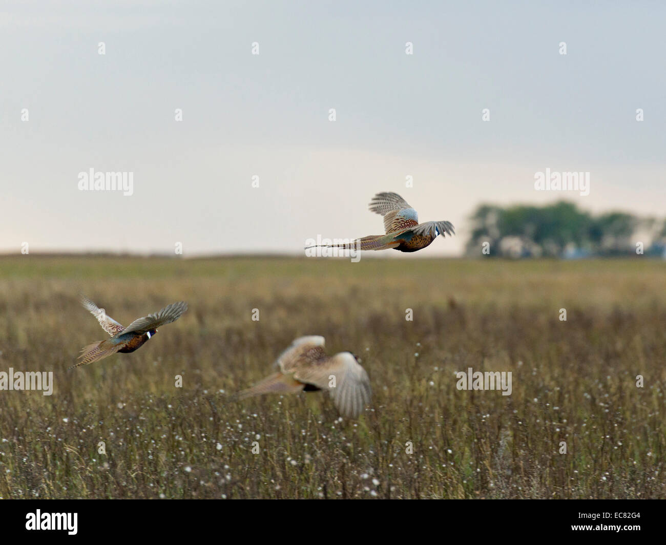 Ring neck pheasant flying hi-res stock photography and images - Alamy
