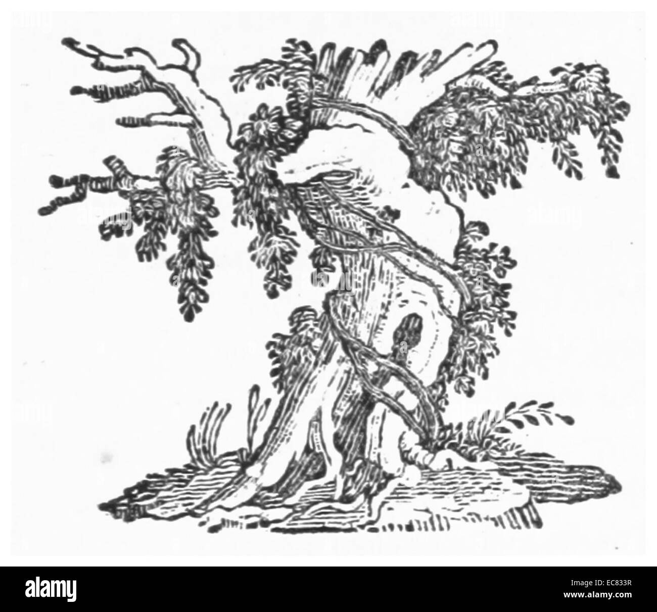 A 1795 illustration depicting *Robin Hood*, the legendary English folk ...