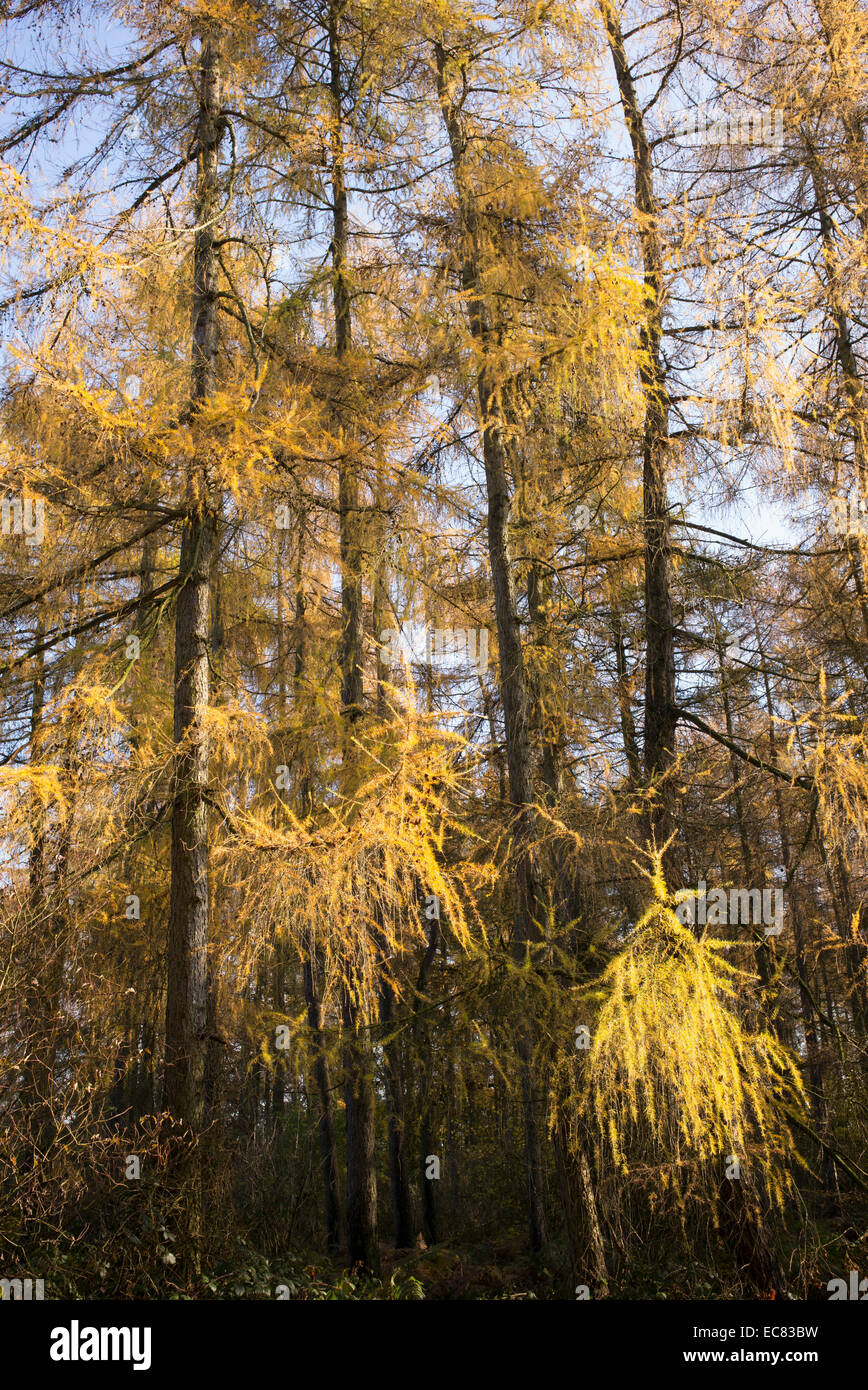 Larix decidua. European larch tree in autumn Stock Photo - Alamy