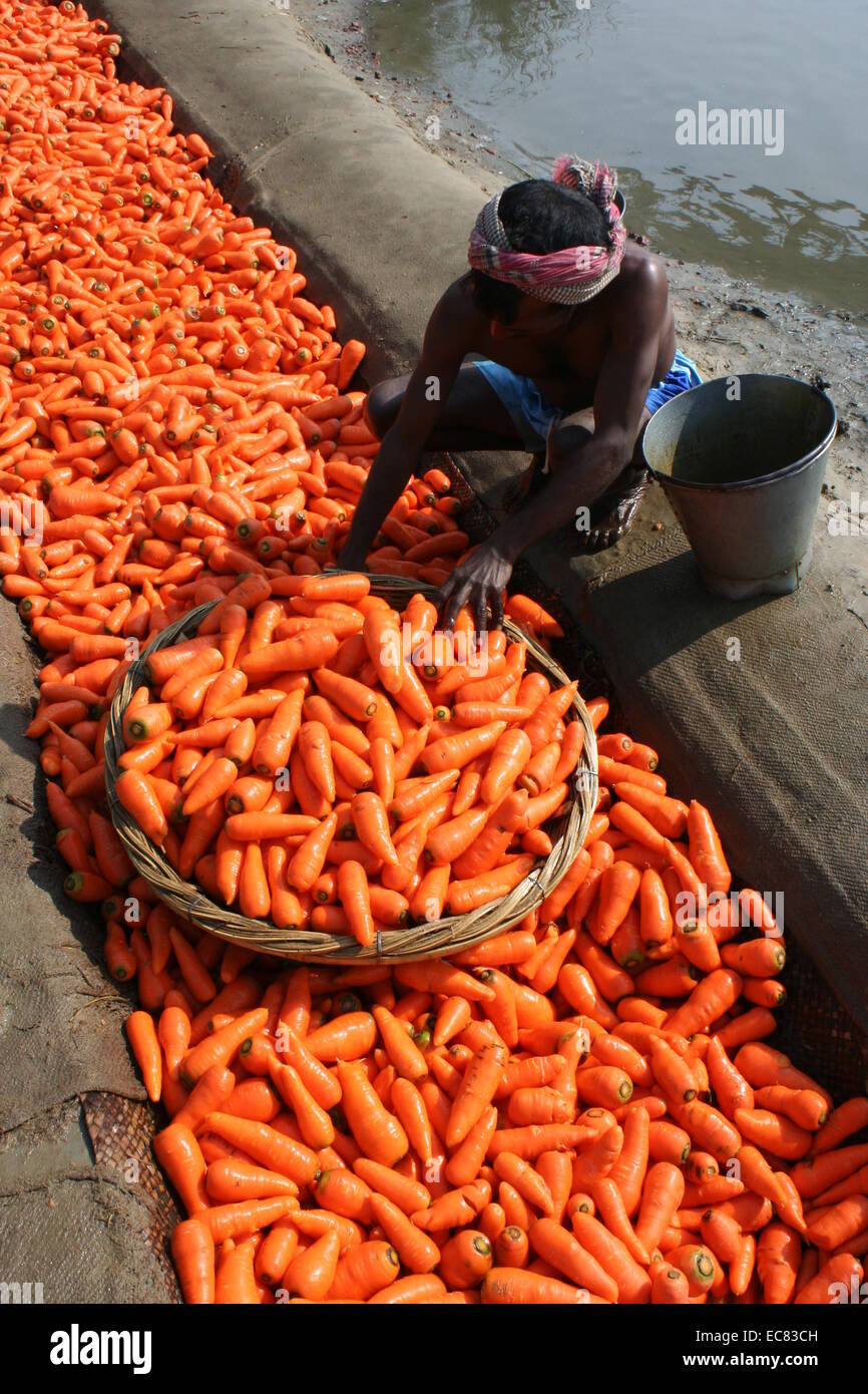 Carrot farmer cleaning fresh carrot produce in Dhaka. Carrot Stock ...