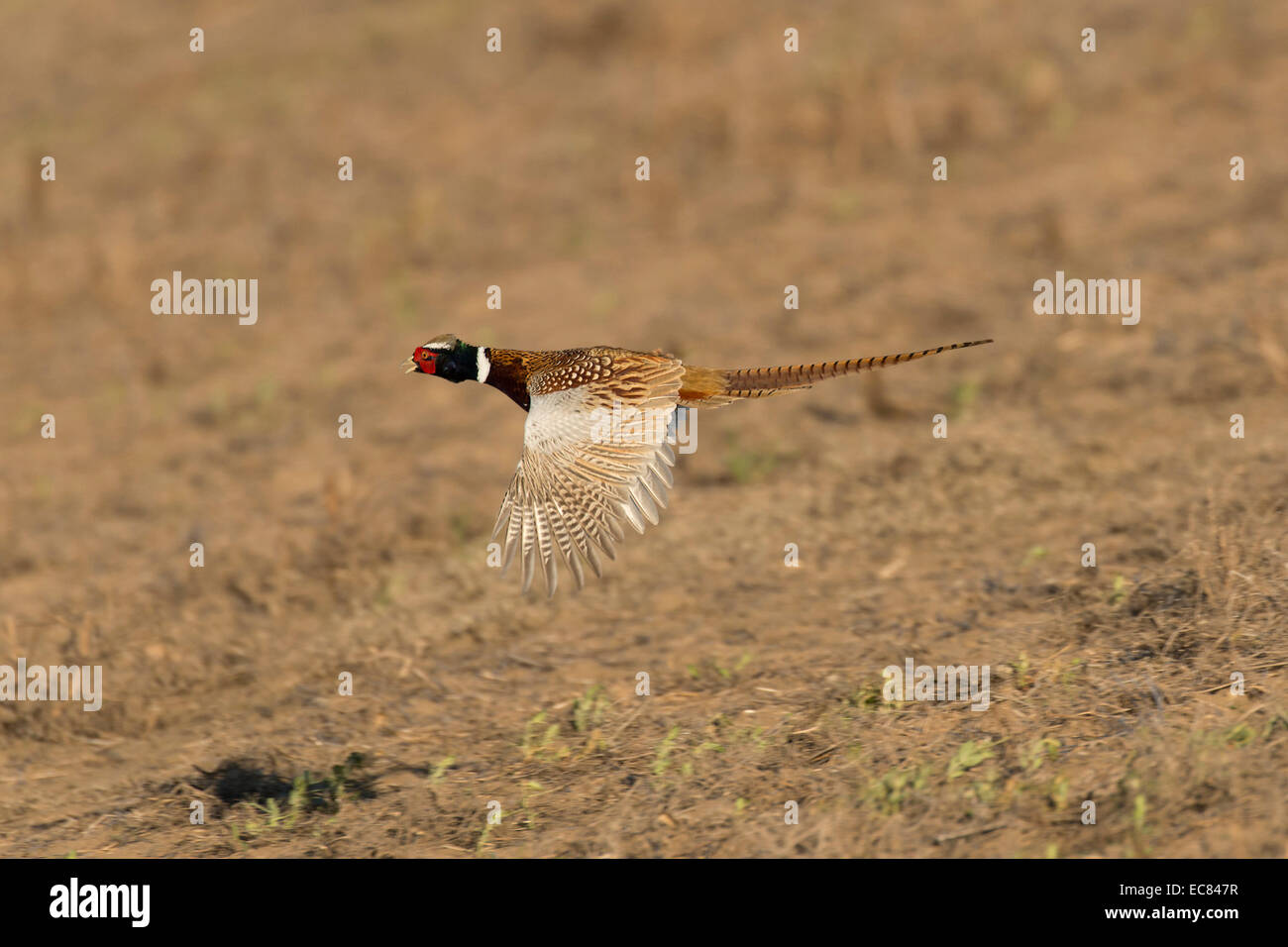 Pheasant flying hi-res stock photography and images - Alamy