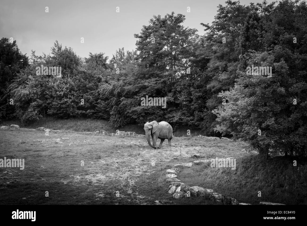 zoo parc beauval elephant, France Stock Photo - Alamy
