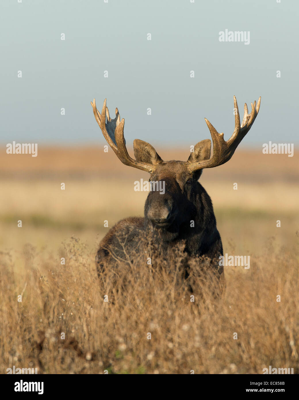 Large bull moose hi-res stock photography and images - Alamy
