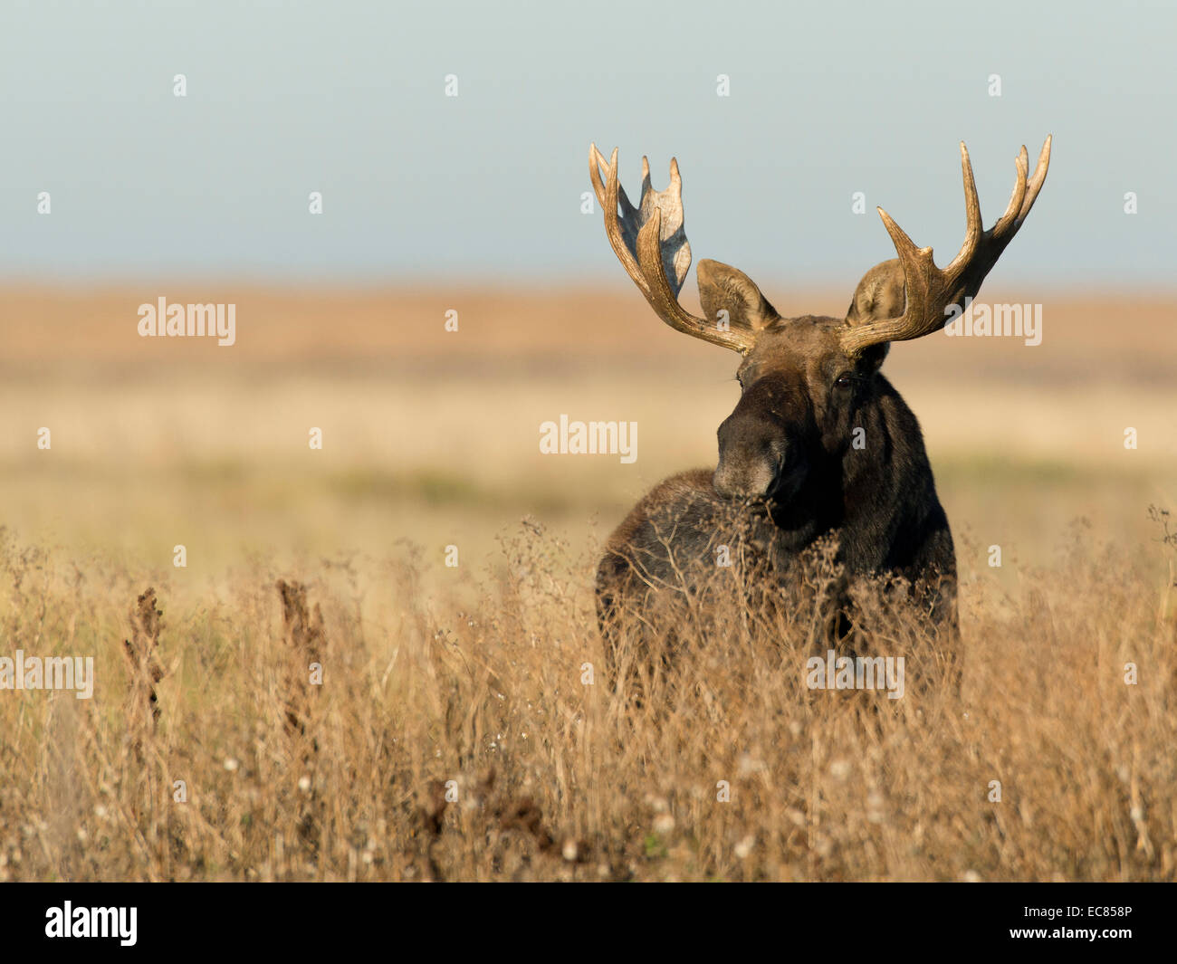 Large Bull Moose in North Dakota Stock Photo - Alamy