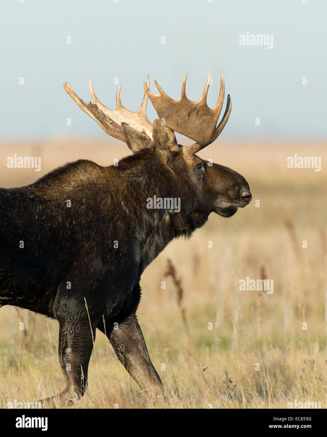 Large Bull Moose in North Dakota Stock Photo - Alamy