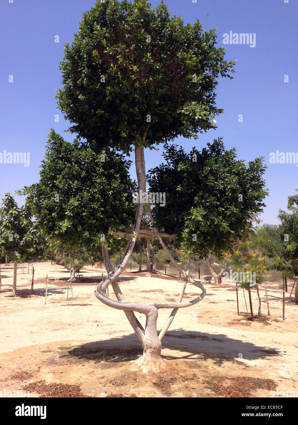 cultivated as living nature sculptures at Kibbutz Revivim; in the Negev ...