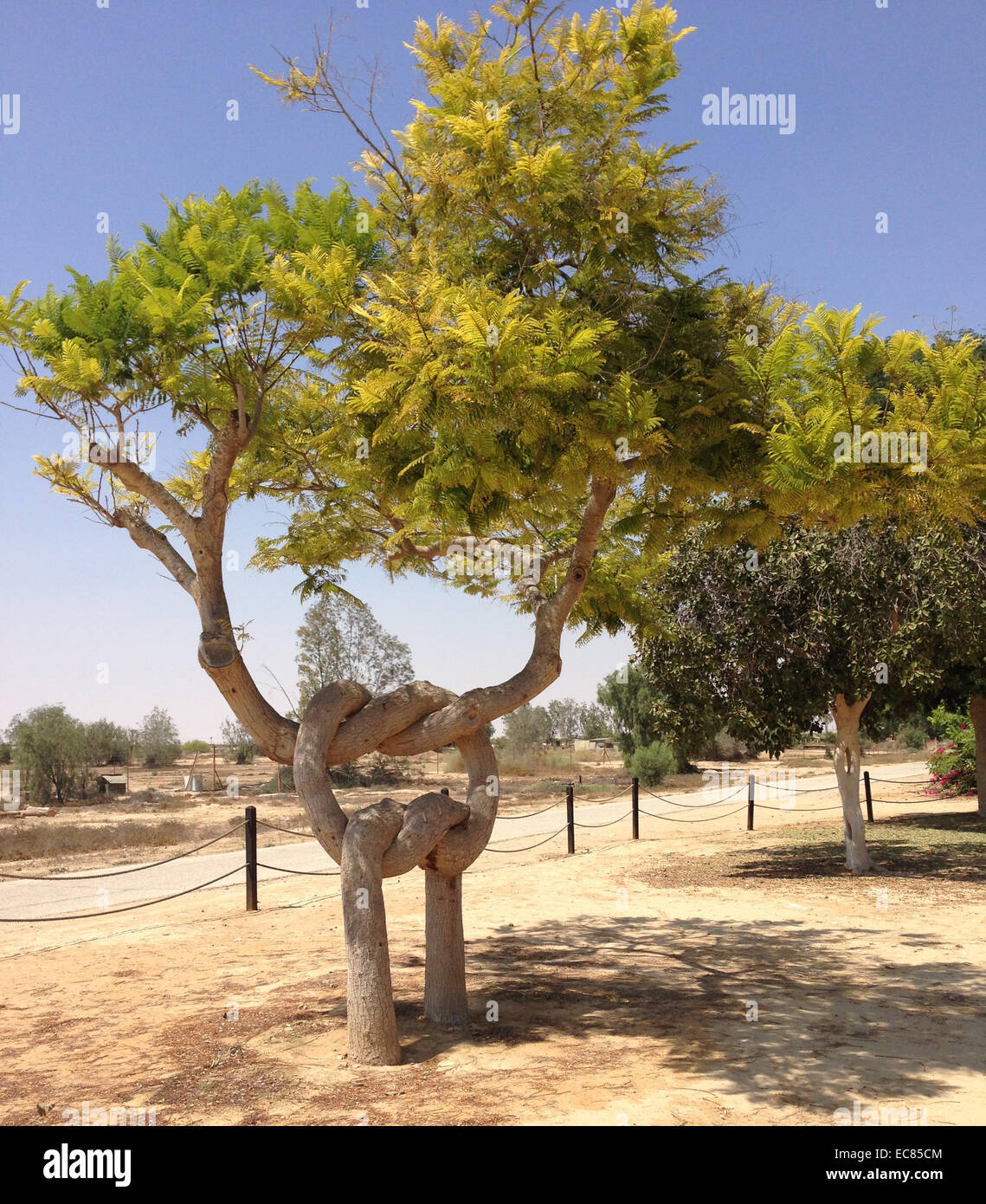 Tree cultivated as living nature sculptures at Kibbutz Revivim; in the ...