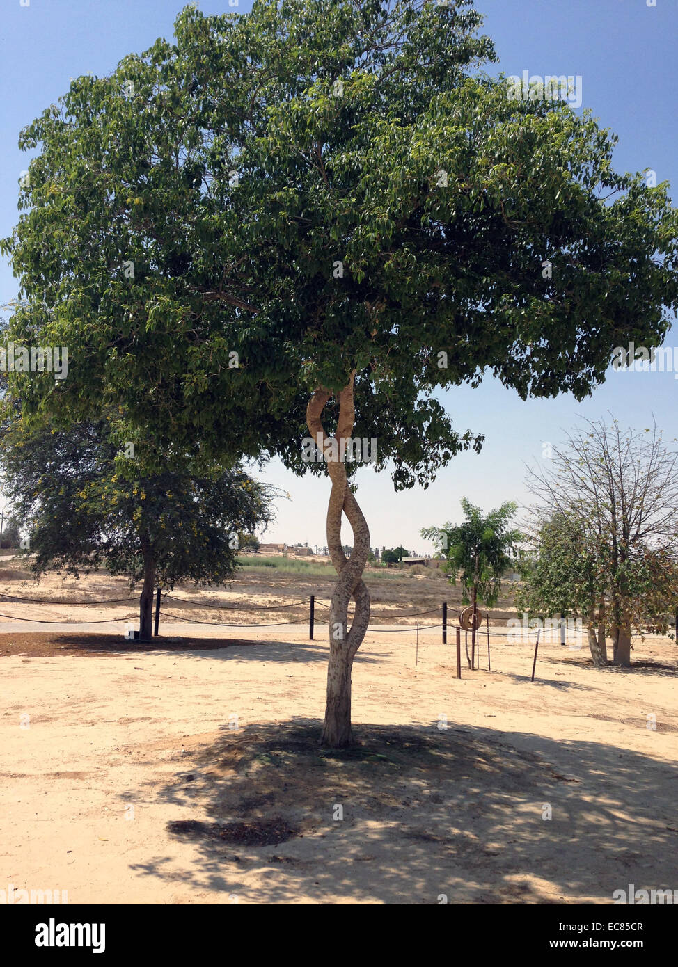 Tree cultivated as living nature sculptures at Kibbutz Revivim; in the ...