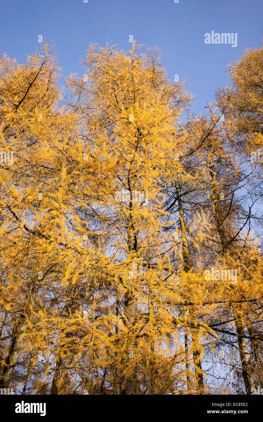 Canopy larix hi-res stock photography and images - Alamy