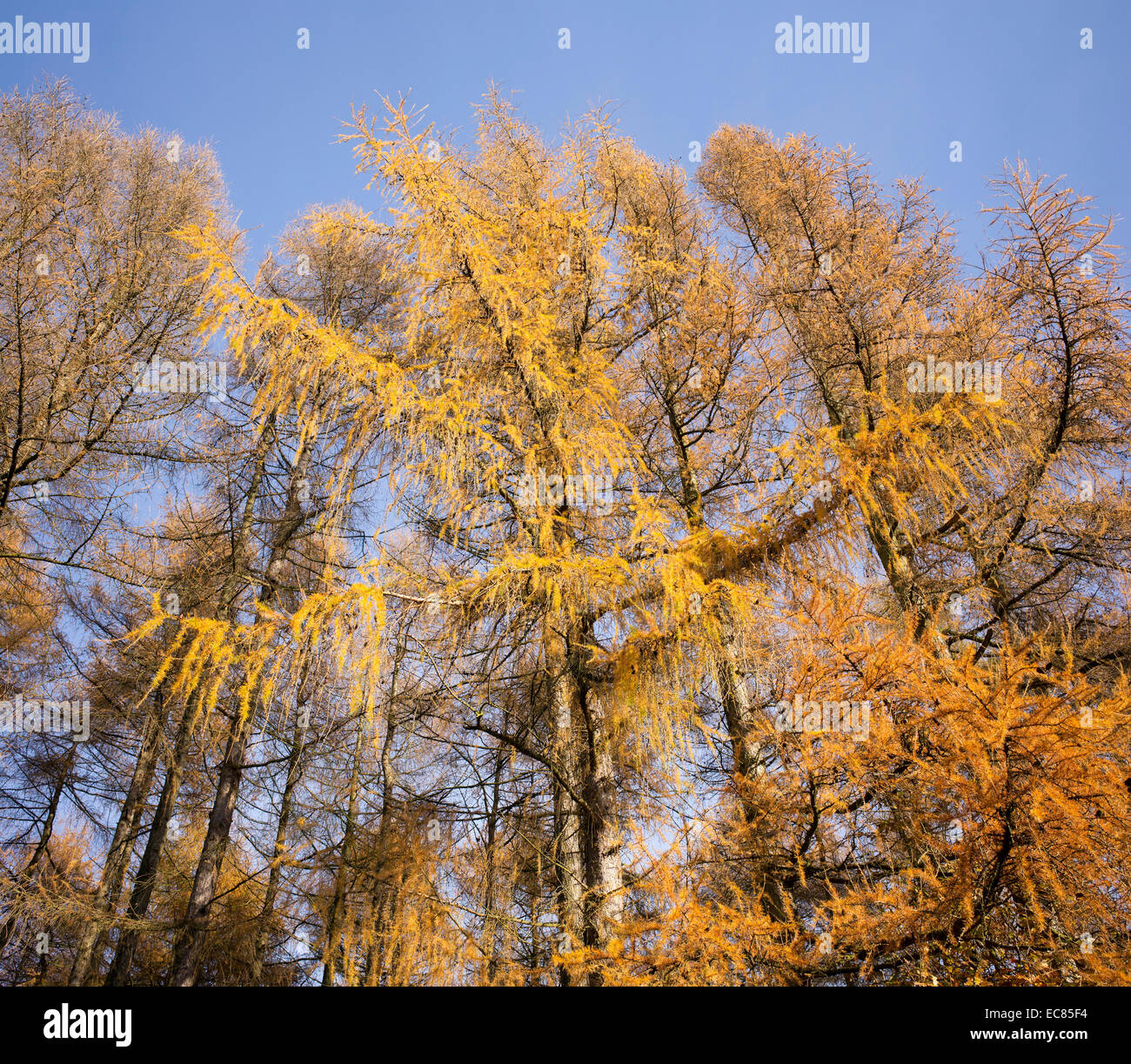Larix decidua. European larch tree in autumn Stock Photo - Alamy
