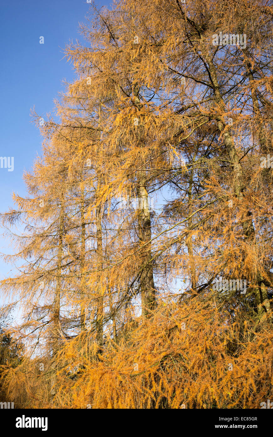 Larix decidua. European larch tree in autumn Stock Photo - Alamy