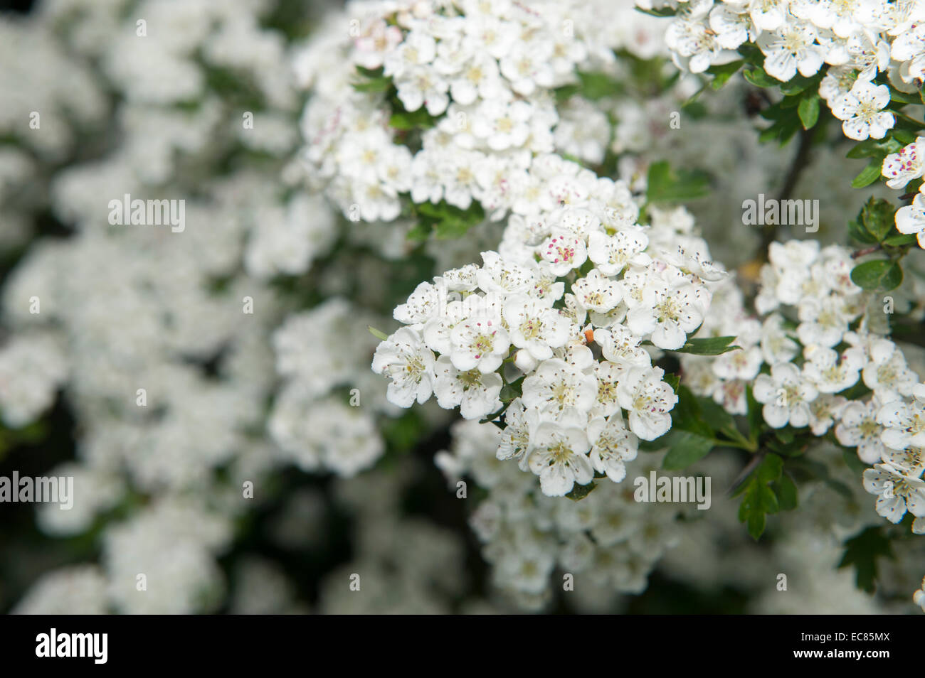 Common British Hedge Plant High Resolution Stock Photography and Images ...