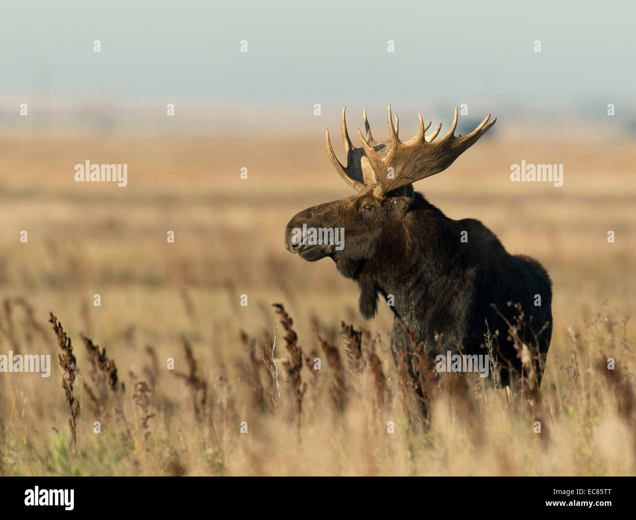 Large Bull Moose in North Dakota Stock Photo - Alamy