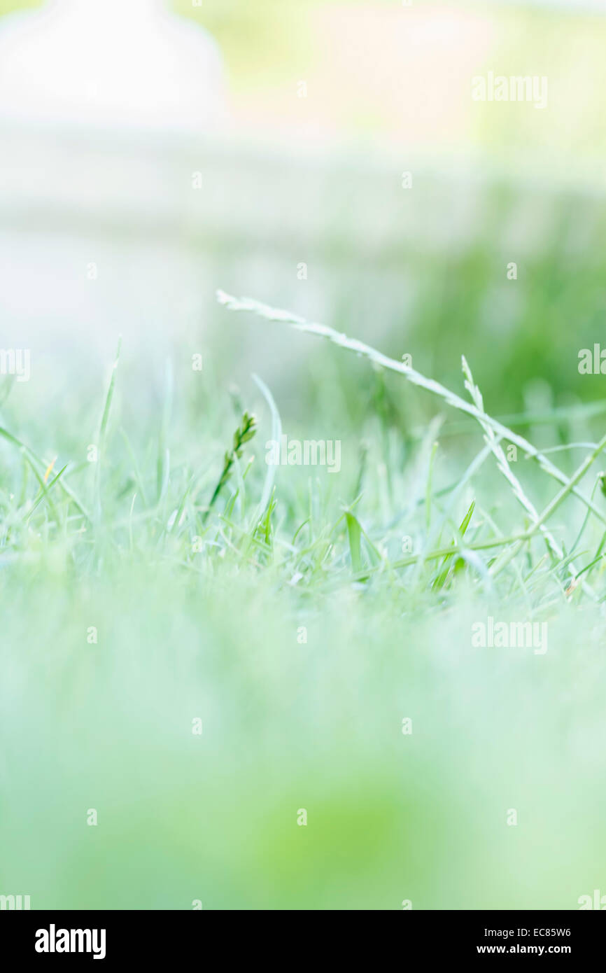 grass high key, abstract background Stock Photo - Alamy