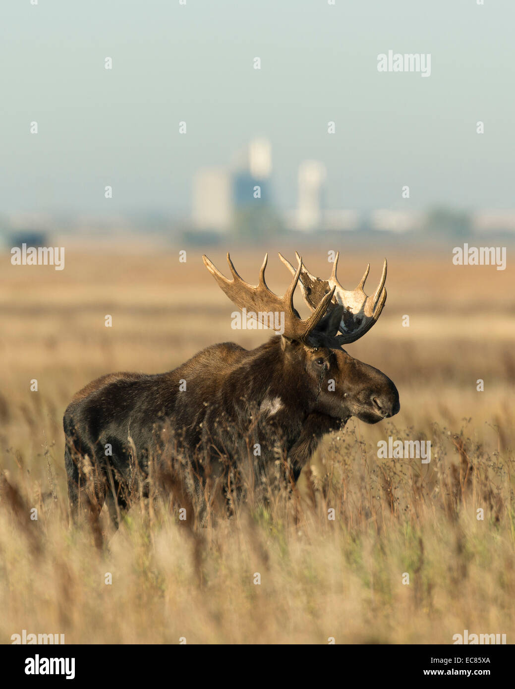 Large Bull Moose in North Dakota Stock Photo - Alamy