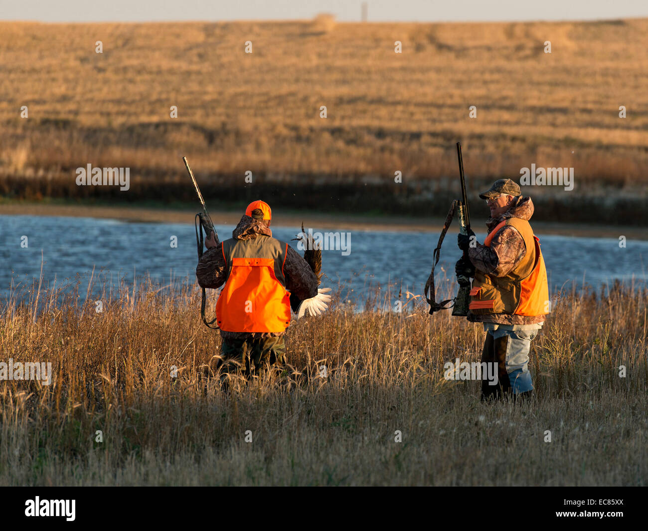 Pheasant hunters hi-res stock photography and images - Alamy