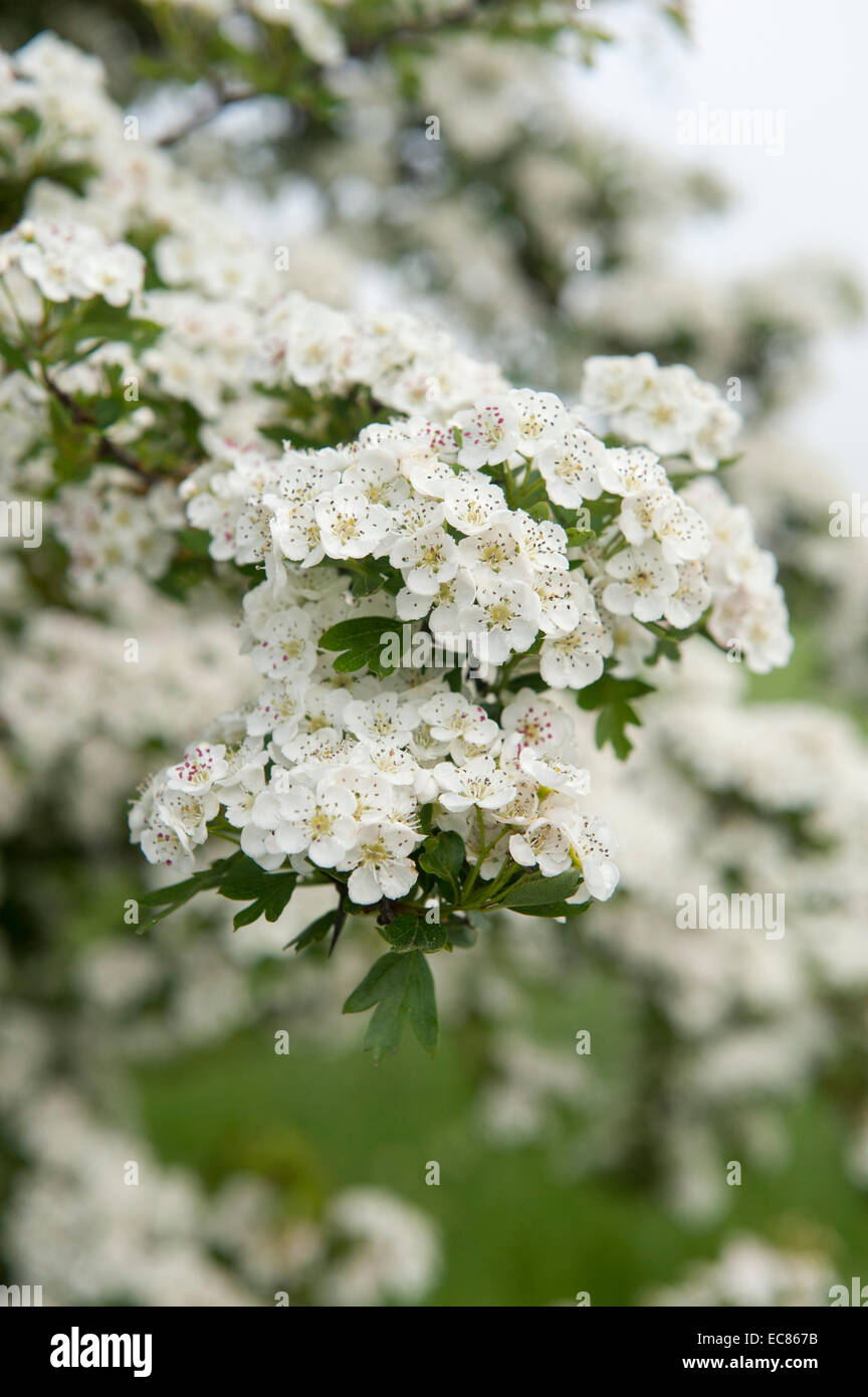 Common british hedge plant hi-res stock photography and images - Alamy