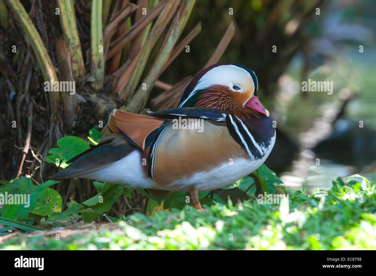 Male Mandarin Duck (Aix galericulata), Bali Bird Park, Indonesia Stock ...