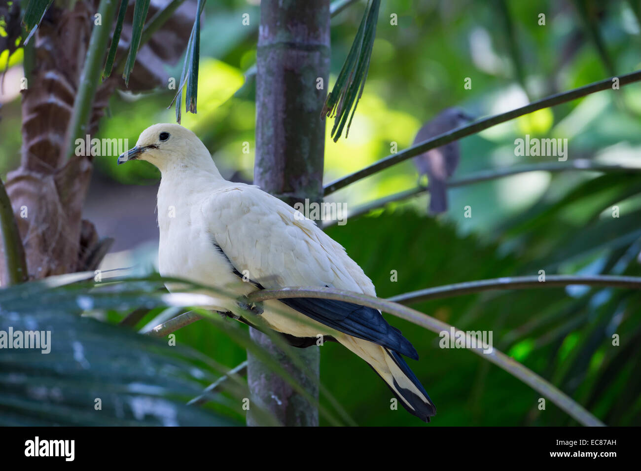 Pied imperial Pigeon (Ducula bicolor), Bali Bird Park, Indonesia Stock ...