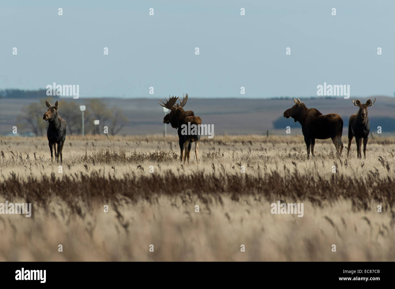 Herd of Moose in North Dakota Stock Photo - Alamy