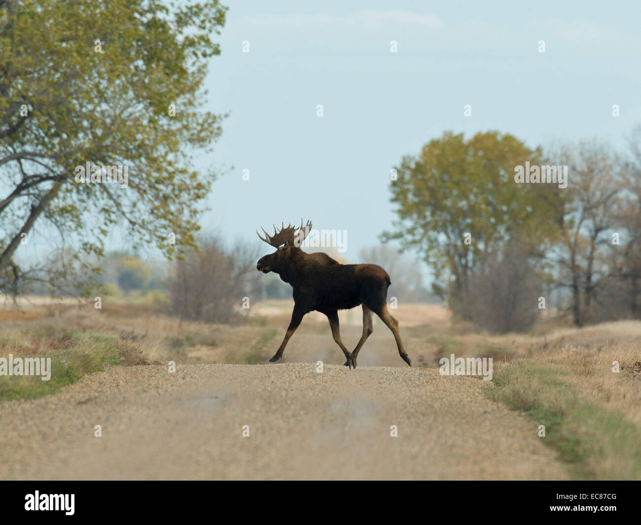 Moose Walking across a road Stock Photo - Alamy