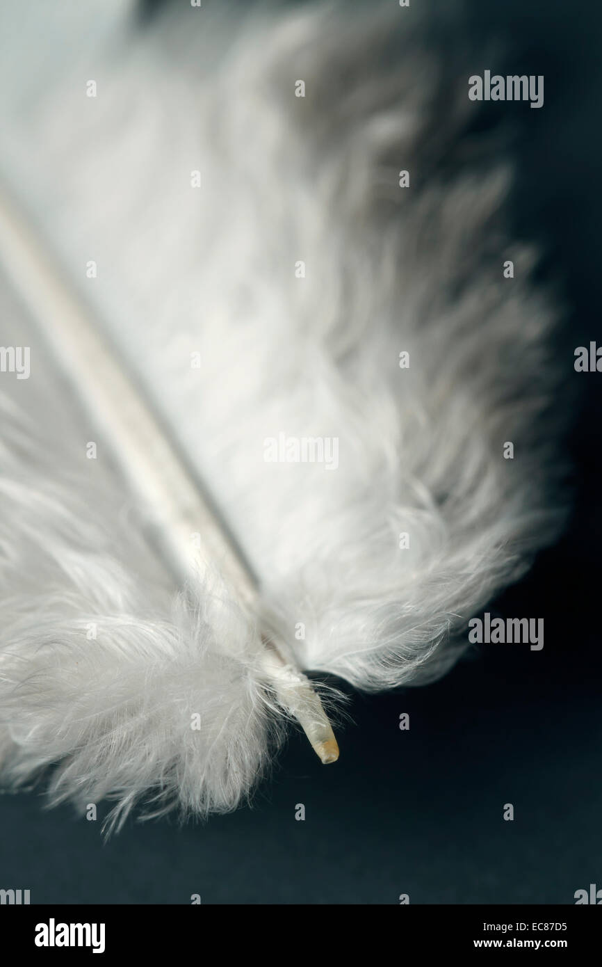 Delicate feather details hi-res stock photography and images - Alamy