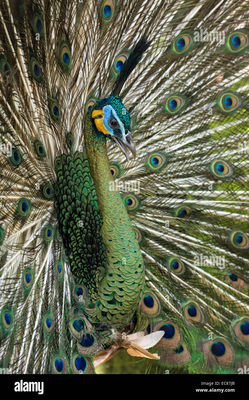 Green peafowl hi-res stock photography and images - Alamy