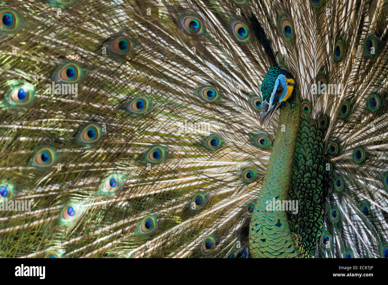Green peafowl hi-res stock photography and images - Alamy