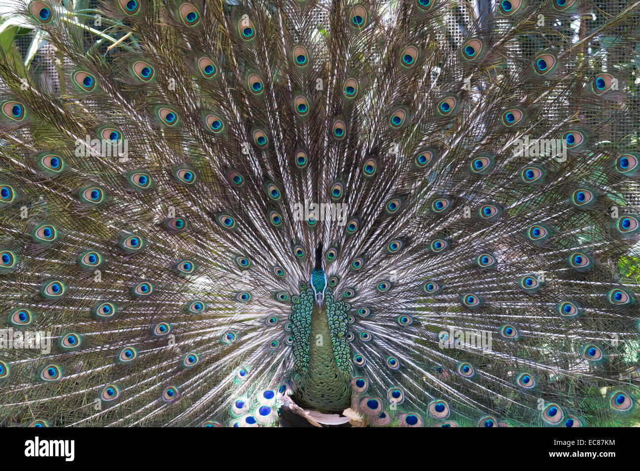 Green peafowl hi-res stock photography and images - Alamy