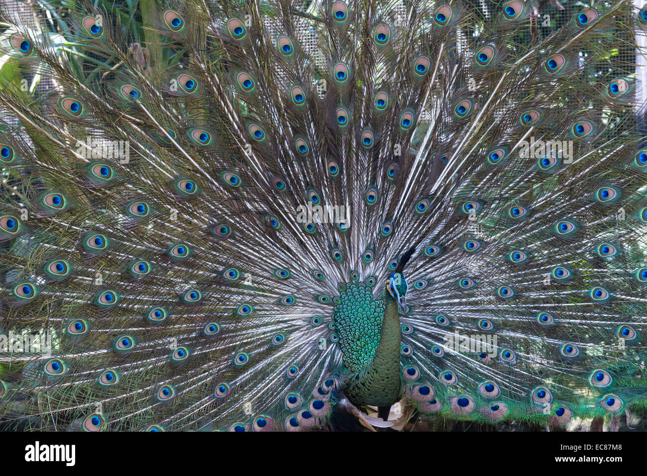 Java green Peafowl (Pavo muticus), Bali Bird Park, Indonesia Stock ...