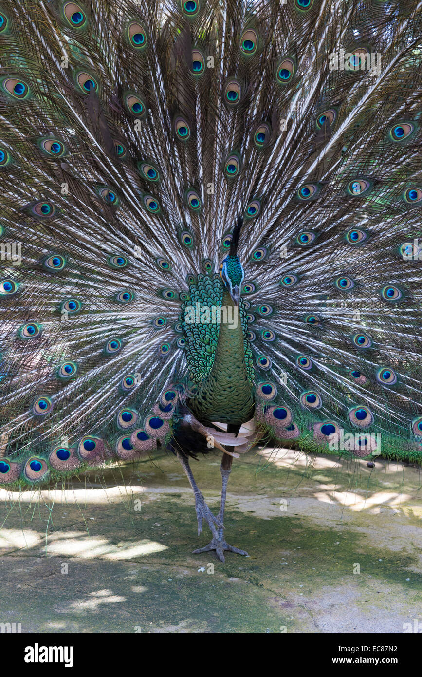 Java green Peafowl (Pavo muticus), Bali Bird Park, Indonesia Stock ...