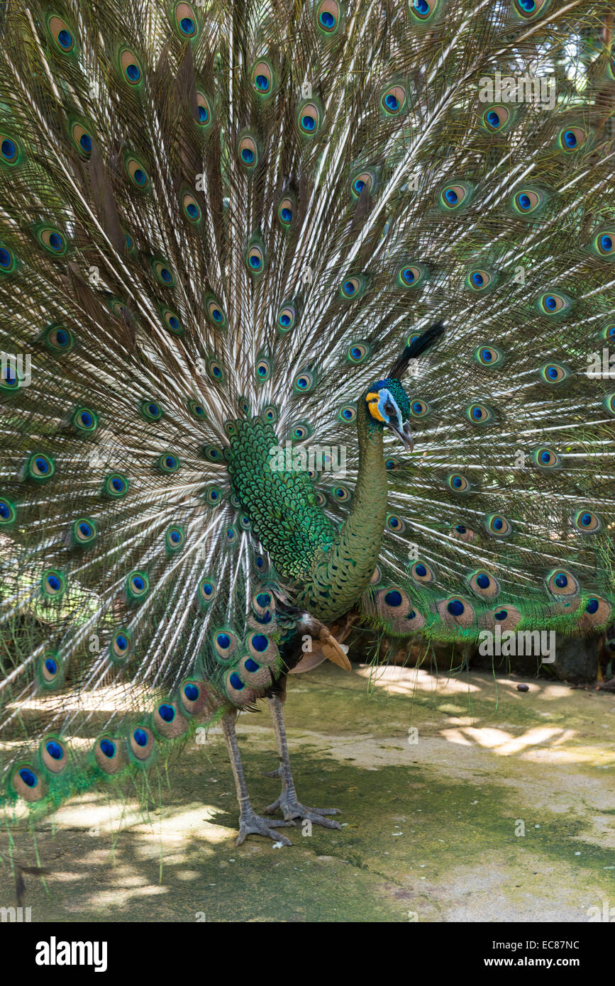 Green peafowl hi-res stock photography and images - Alamy