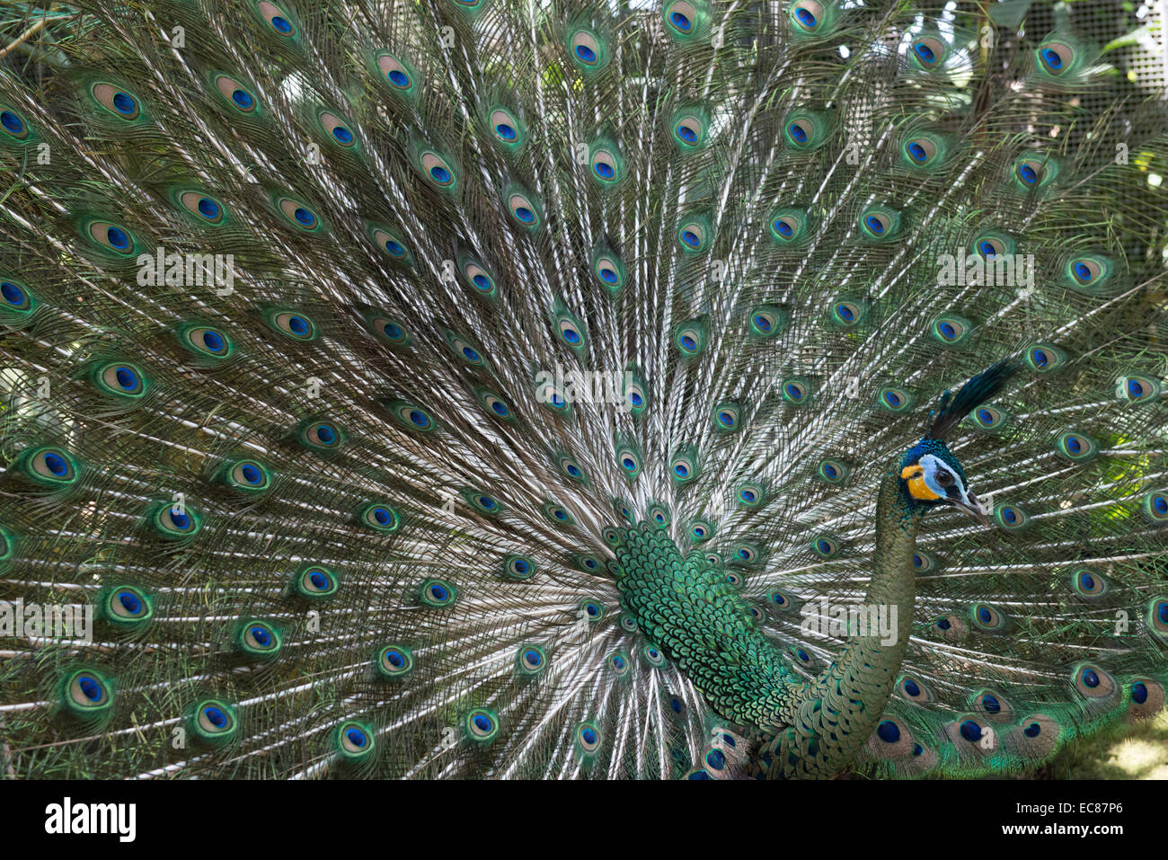 Java green Peafowl (Pavo muticus), Bali Bird Park, Indonesia Stock ...
