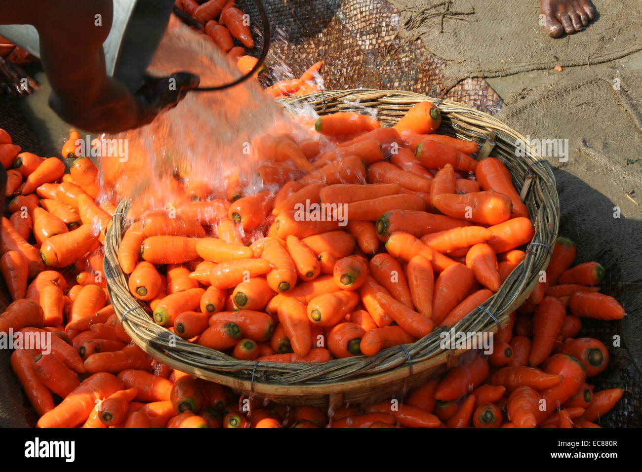 Carrot farmer cleaning fresh carrot produce in Dhaka. Carrot Stock ...