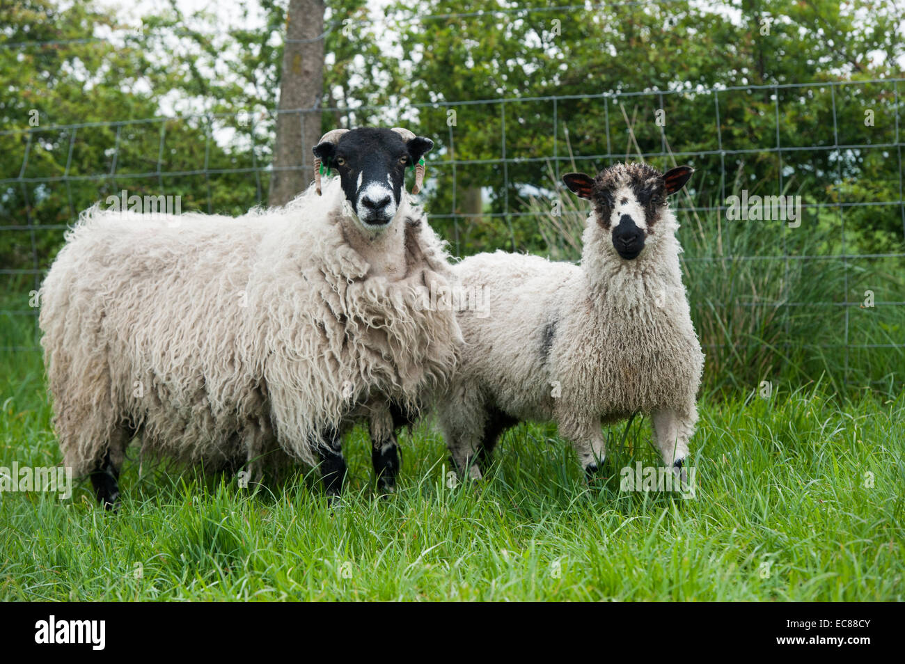 Masham sheep hi-res stock photography and images - Alamy