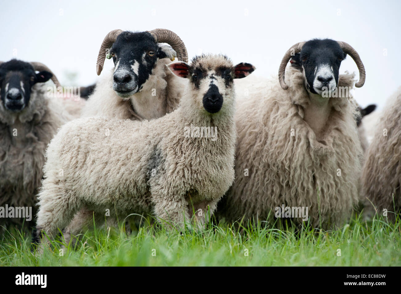 Masham sheep hi-res stock photography and images - Alamy