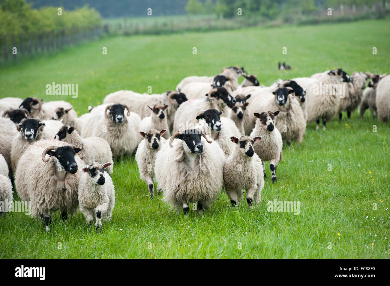 Dalesbred ewes with crossbred Masham lamb at foot, sired by a Teeswater ...